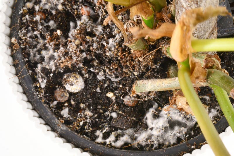 Mold in Pot in Houseplant Soil Stock Image - Image of potted, natural ...