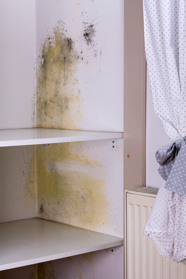Mold problem in home. stock photo. Image of bacteria - 85123230