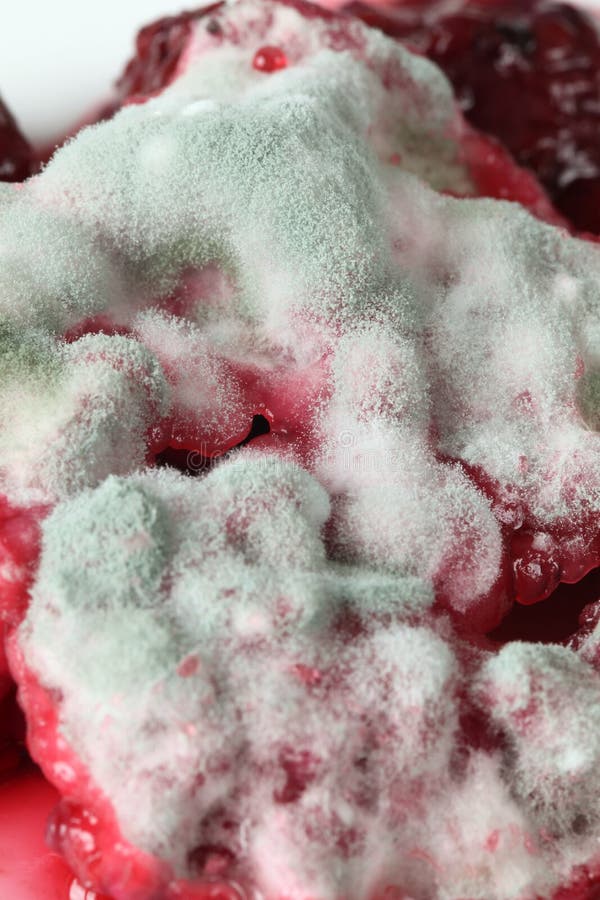 Mold on raspberry compote stock photo. Image of inedible - 13690384