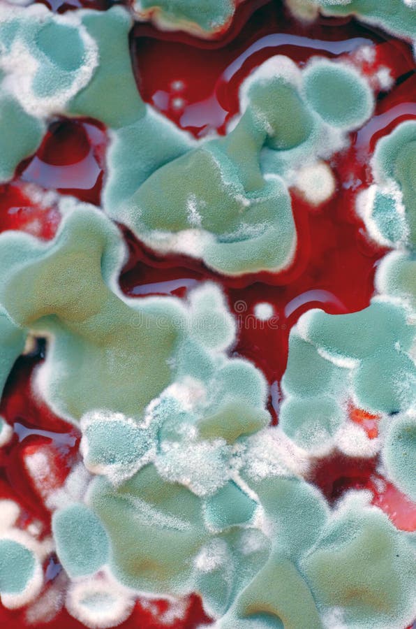 Mold on red stock photo. Image of fungi, plant, mildew - 51736018