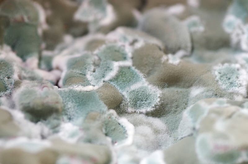 Mold on red stock image. Image of fungus, microbe, infection - 51736035