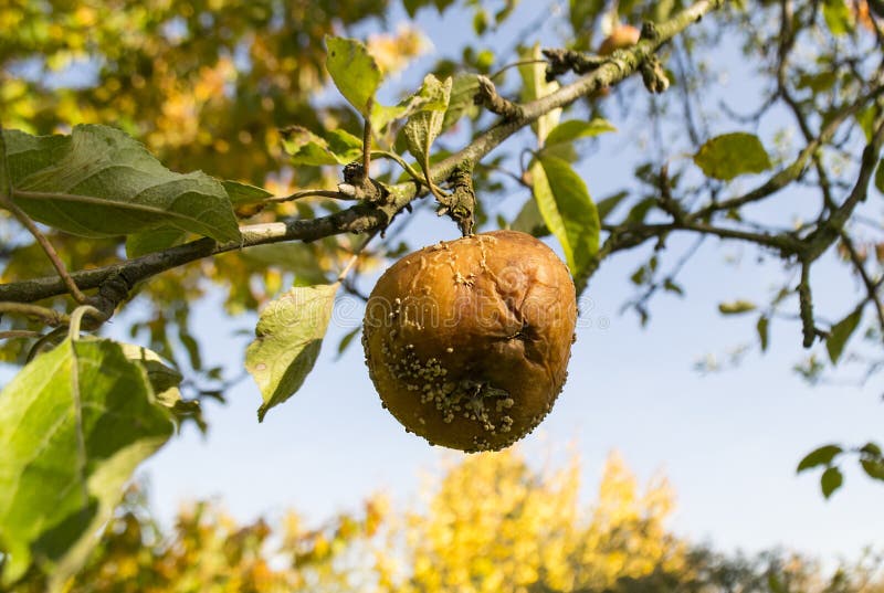 Rotten apple and stem stock image. Image of detal, metaphor - 599533