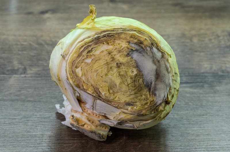 282 Rotten Cabbage Photos - Free & Royalty-Free Stock Photos from ...