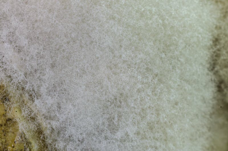 223 Spoiled Cabbage Stock Photos - Free & Royalty-Free Stock Photos ...