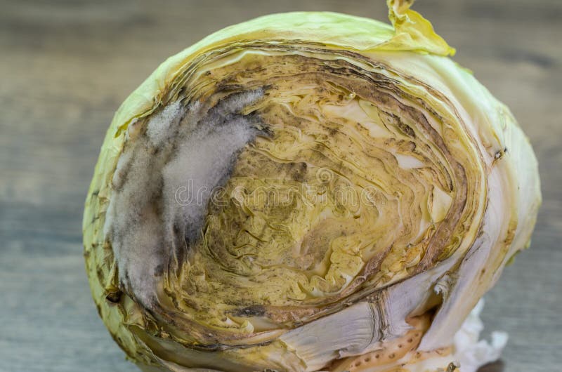 Mold on Rotten Spoiled Cabbage Stock Photo - Image of mould, growth ...