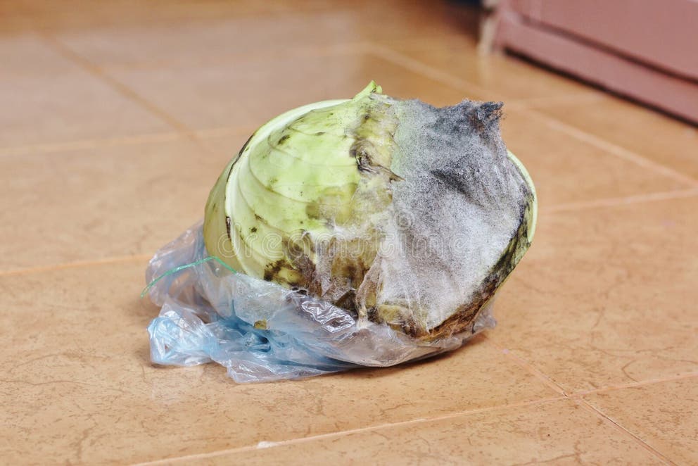 Mold on Rotten White Cabbage Stock Image - Image of moldy, fluffy: 76617657