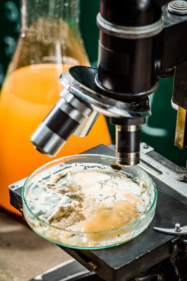 Microscope during the Mold Test Stock Image - Image of tube, scientific ...