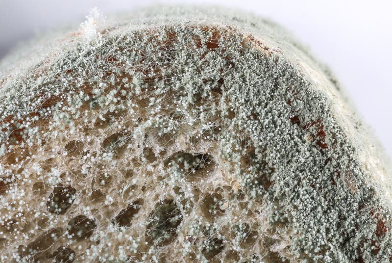 Mold on slices of bread stock image. Image of bread, illness - 78011399