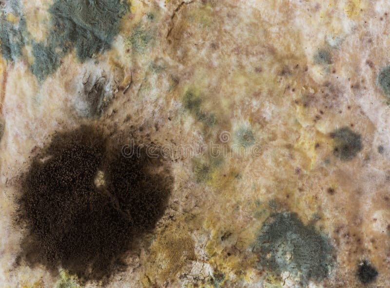 White Spores and Mold Green Growing on Bread Stock Photo - Image of ...