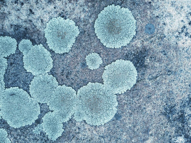 Mold Spores on Stone. Interesting Background, Texture. Natural Stone ...