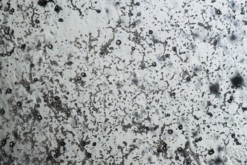 Mold Spores Under the Light Microscope Stock Image - Image of mould ...