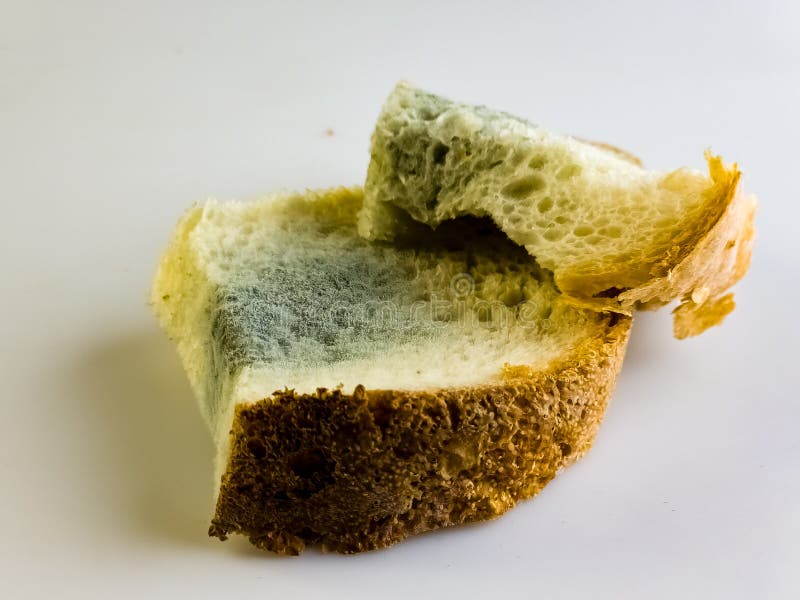 Mold on Stale Bread. the Surface of Moldy Bread Stock Image - Image of ...