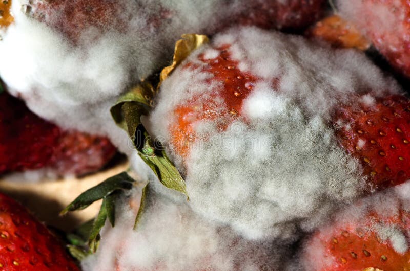 Strawberries With Mold. Bad Fruit. Bad Strawberries. Stock Image ...