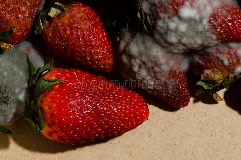 Moldy strawberries stock photo. Image of bowl, mould - 56144716