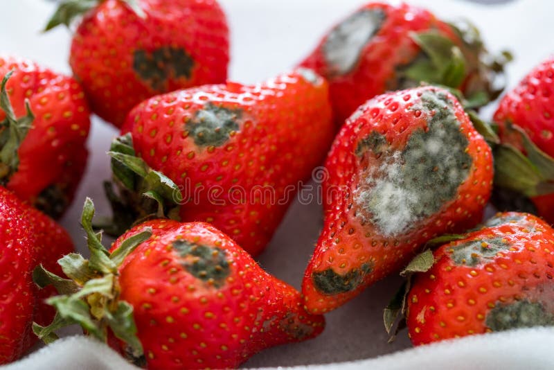 Mold on strawberries stock photo. Image of mold, crop - 69007228