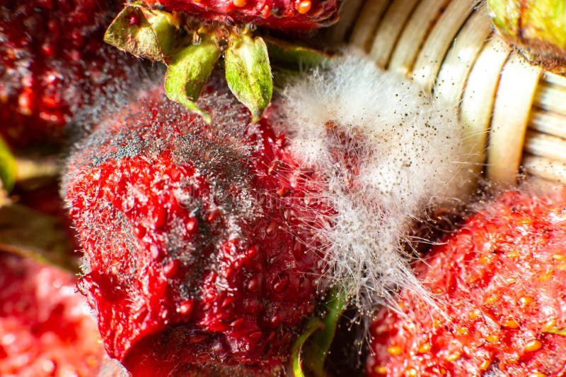 Mold on strawberries stock photo. Image of mold, crop - 69007228