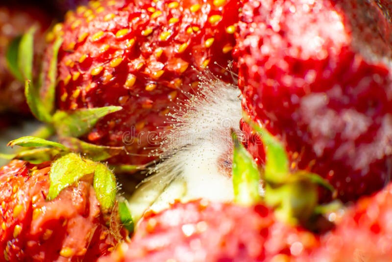 Rotten Mouldy Strawberries stock photo. Image of mold - 31074460