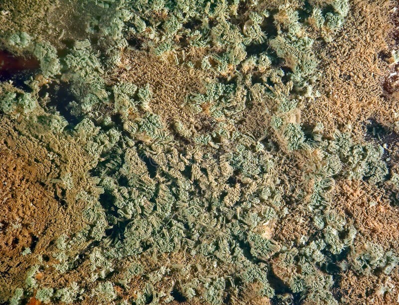 Mold on the surface of tea stock photo. Image of vegetative - 355640438