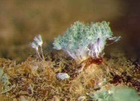 Mold on the surface of tea stock image. Image of natural - 355640443