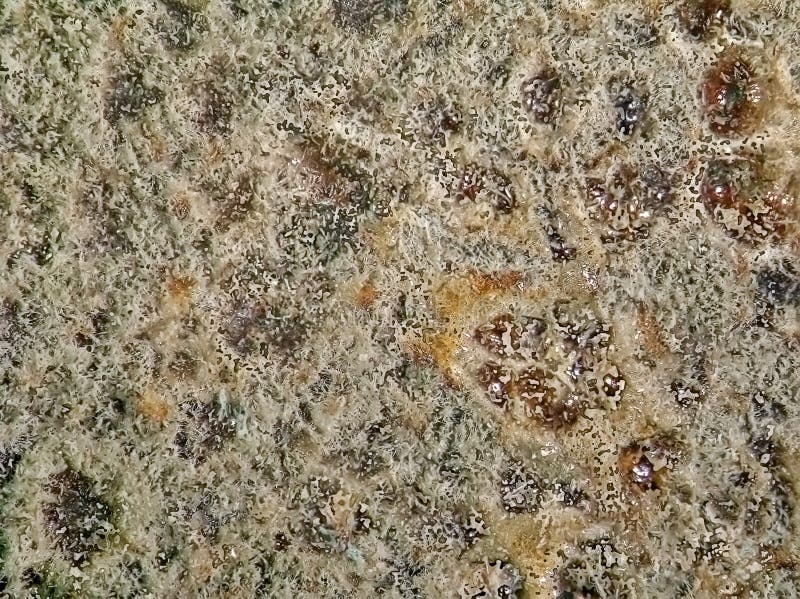 Mold on the surface of tea stock photo. Image of hyphae - 355640452