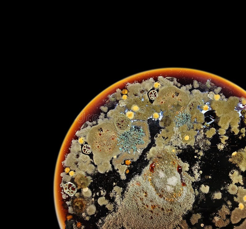 Mold on the surface of tea stock photo. Image of microcosm - 355640428