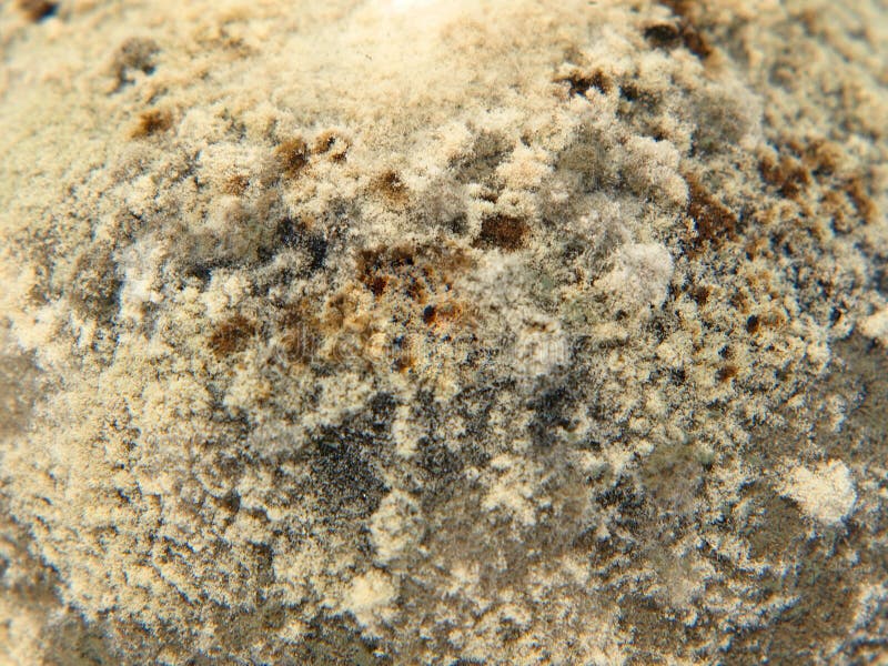 Mold closeup stock image. Image of micro, biological, blue - 8777569