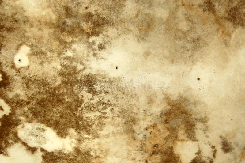 Mold texture stock image. Image of fungus, moist, surface - 5595113