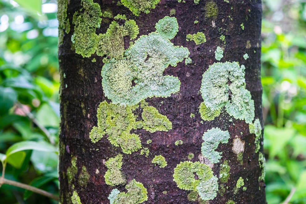 Mold on a tree stock image. Image of fungus, botany, natural - 95420273