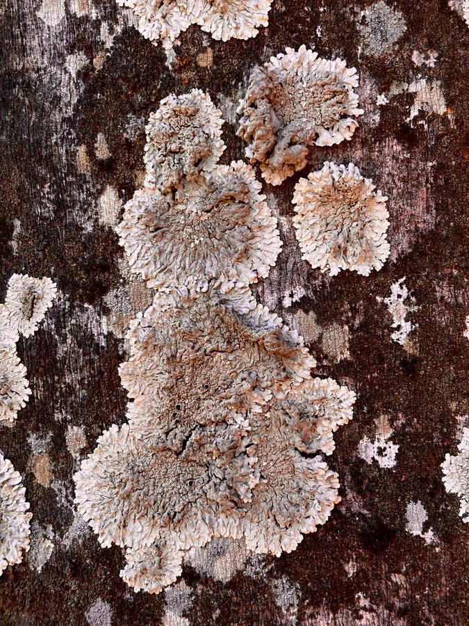 Mold on Tree Texture stock image. Image of moss, pattern - 296023335