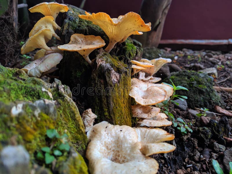 Mold on the Tree is Weathered Stock Photo - Image of mold, nature ...