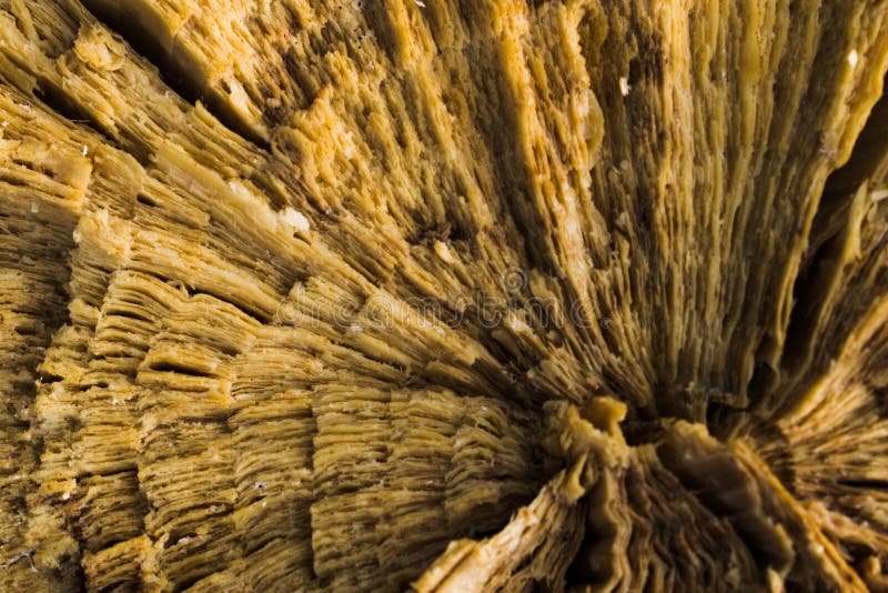 Mold on the Trunk of a Tree. Place of Cutting a Tree in a Coniferous ...