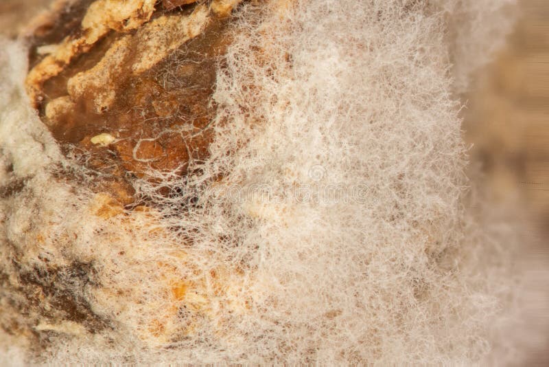 Mold turf stock image. Image of pilzbefall, white, fruit - 248210543