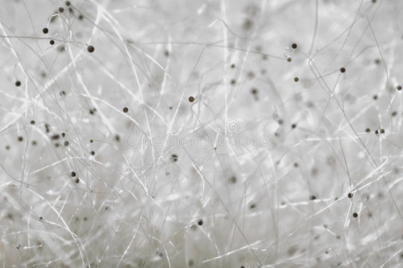 Mold Under a Microscope Super Macro Photo Stock Image - Image of ...