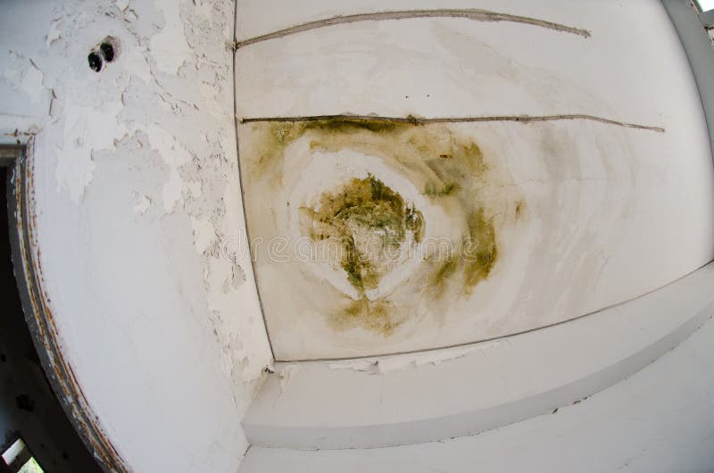 Mold wall stock photo. Image of interior, closeup, messy - 77160198