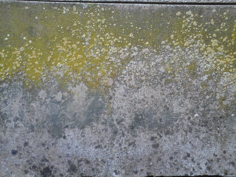 Mold Wall Texture stock photo. Image of grunge, decay - 53240988
