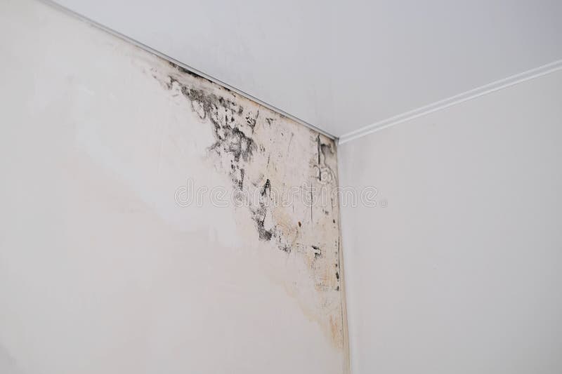 Mold on the Wall Under the Wallpaper. Stock Image - Image of asthma ...