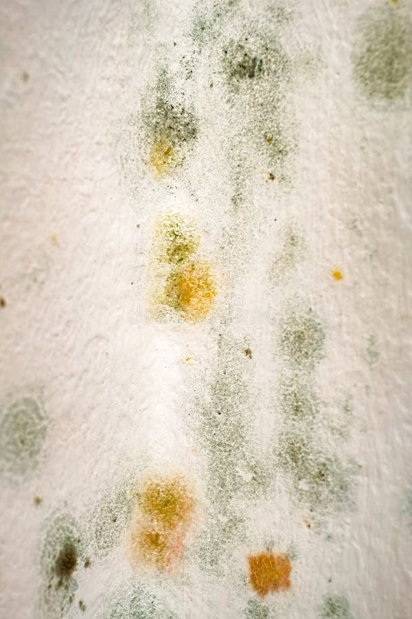 Mold on the walls stock photo. Image of close, cement - 135433114