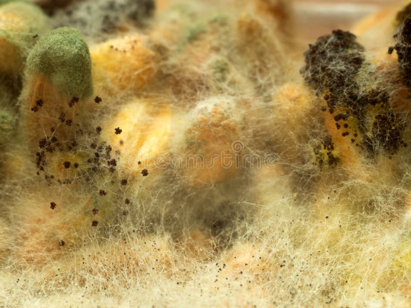Mold on wheat grains stock photo. Image of damage, fungal - 289949898