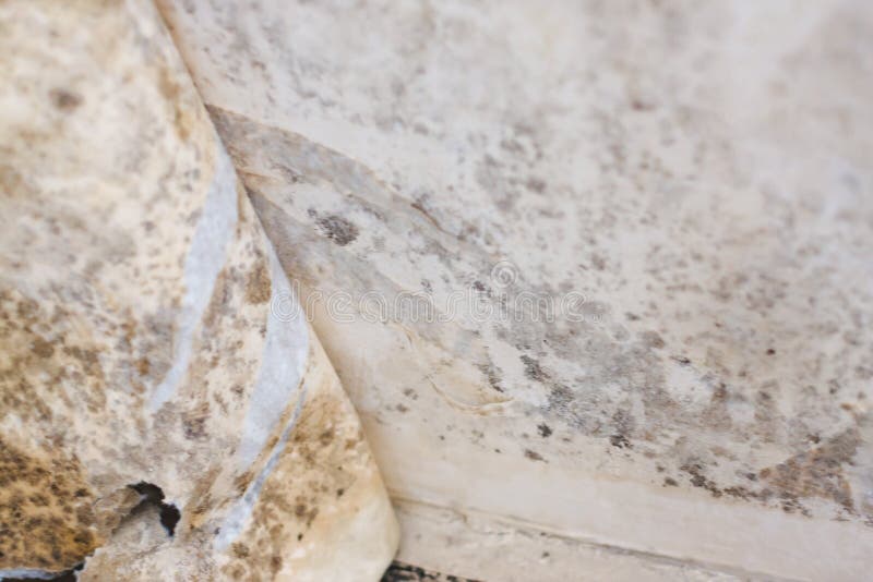 Mold on White Background, Fungus on White Background, Bacteria on White ...