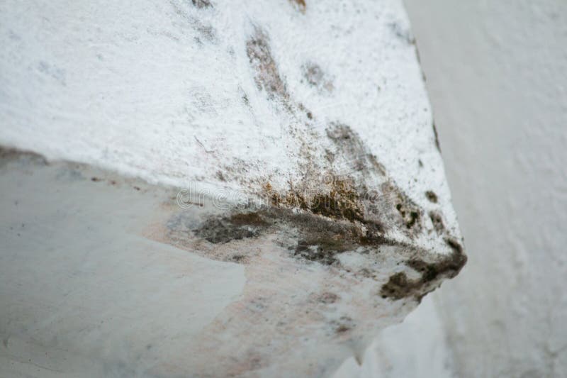 Mold and Mildew Stains on Wallpaper Stock Photo - Image of mold, messy ...