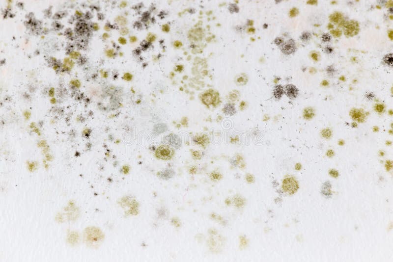 Mold on a White Wall As a Background Stock Image - Image of mould ...