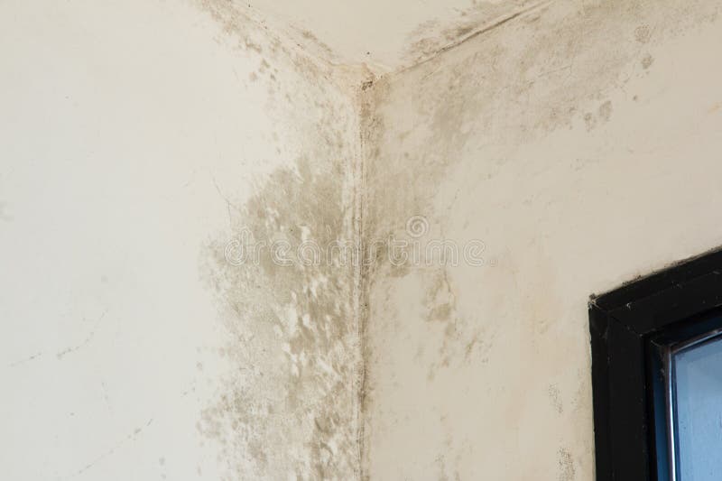 Mold on White Wall. Dampness Causing Fungus on the Wall Stock Image ...