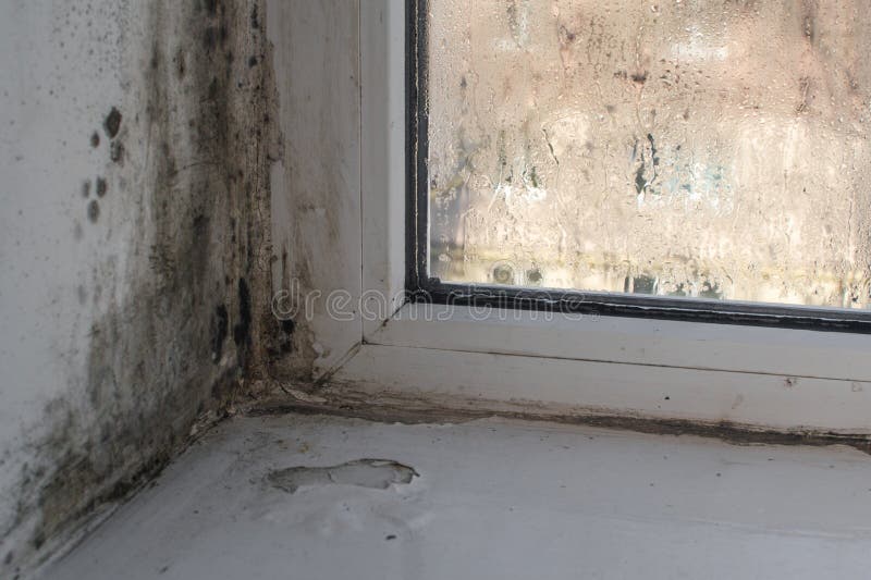 Black mold on the window stock image. Image of mildew - 319660225