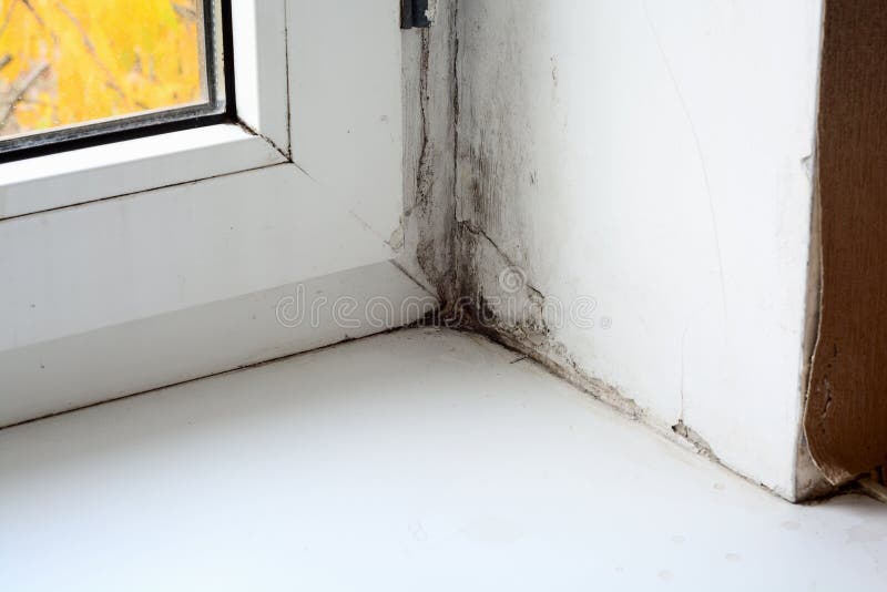 Mold stock image. Image of mould, damp, hygiene, mildewed - 62450973