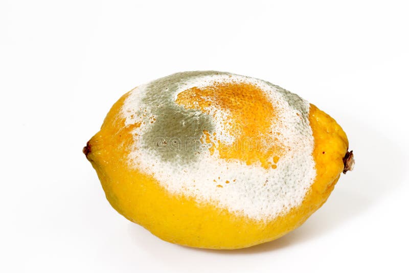 Molded lemon stock image. Image of disease, blemish, injury - 6469963