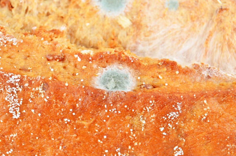 A Loaf of Molded Bread Moldy Stock Image - Image of outdated, expired ...