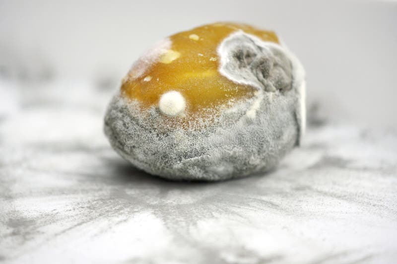 Molded potato stock image. Image of molded, covered, isolated - 47019449