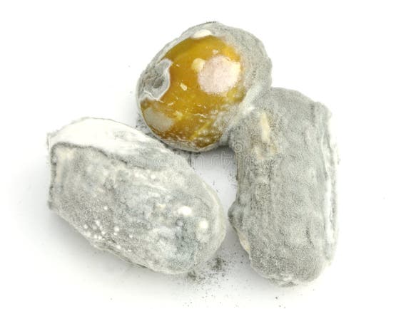 Molded potatoes stock photo. Image of disease, decompose - 47019490