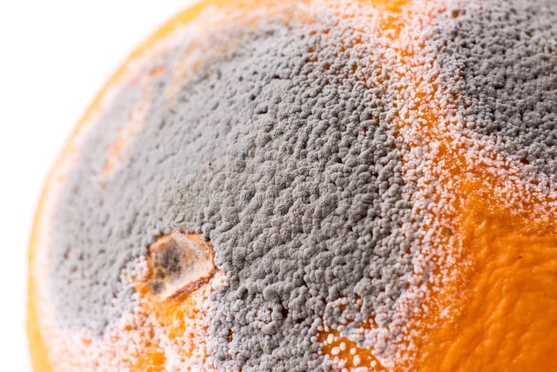 Moldiness, Closeup of Orange Stock Image - Image of moldiness, citrus ...
