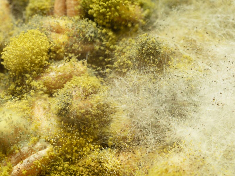 Molds extreeme closeup stock image. Image of detail - 276142831